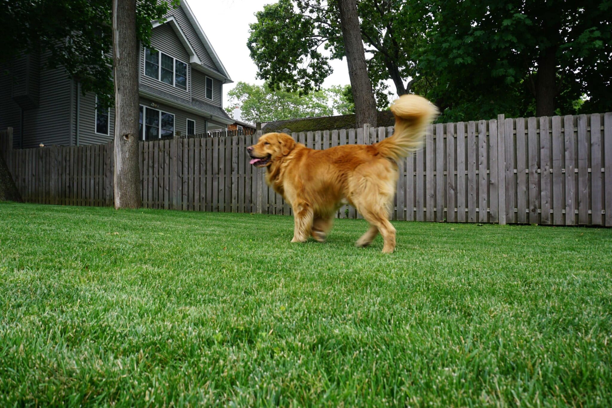 Pet Fencing NJ - Dog Fence Solution Near Toms River, Freehold, NJ
